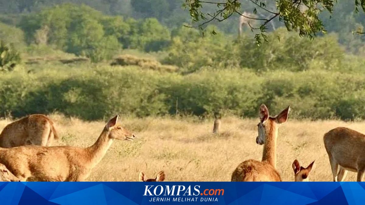 Pesona Taman Nasional Baluran, ‘Africa van Java’ dengan Savana Luas dan ...