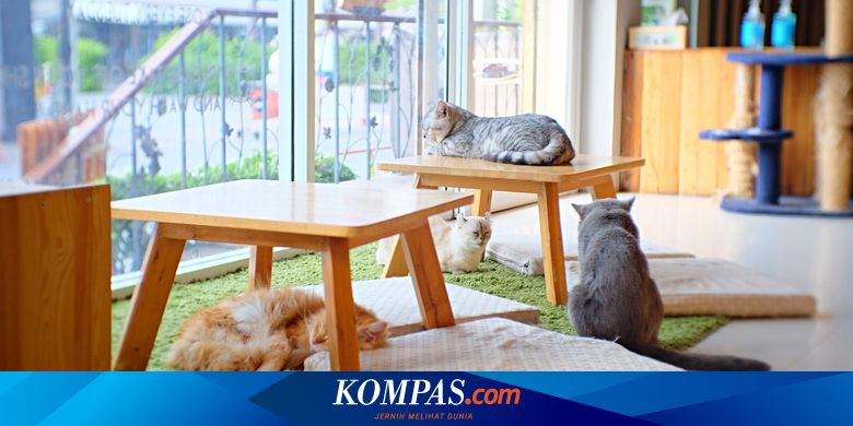5 Cafe Ramah Hewan di Yogyakarta, Cocok untuk Pencinta Kucing
