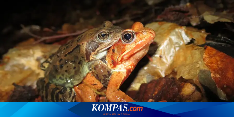 Cara Tolak Perkawinan Tak Diinginkan ala Katak Betina: Pura-pura Mati