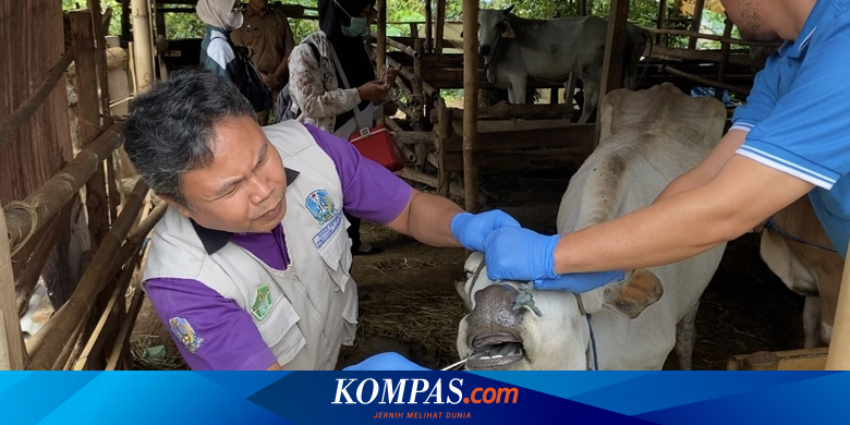 29 Ekor Sapi di Madiun Suspek PMK, Mulut Berbusa, Kaki Luka-Luka