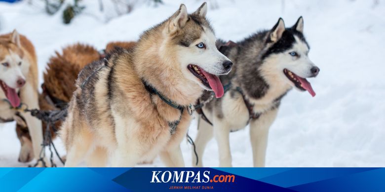 5 Suara Anjing dan Artinya, dari Menggonggong hingga Mengerang