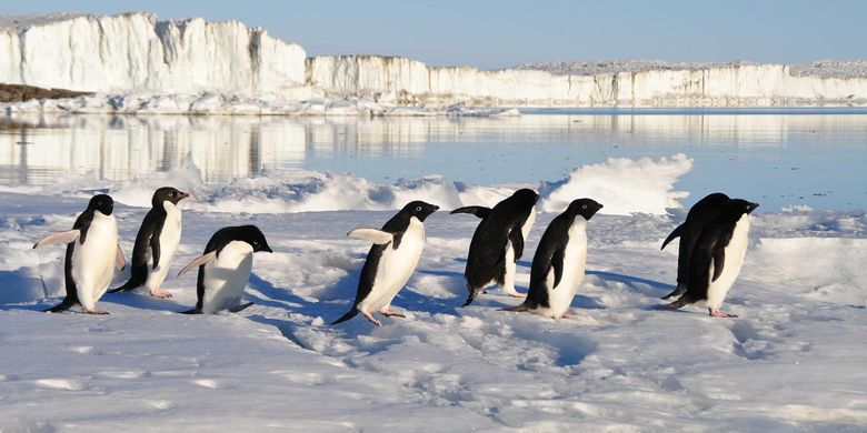 Bentuk Adaptasi pada Penguin