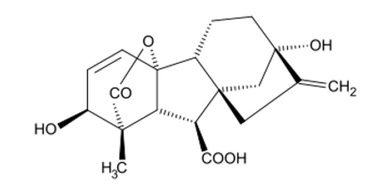 Hormon Giberelin: Pengertian dan Fungsinya
