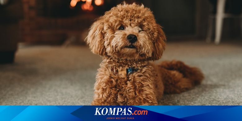 Catat, Ini 5 Makanan dan Minuman Beracun bagi Anjing