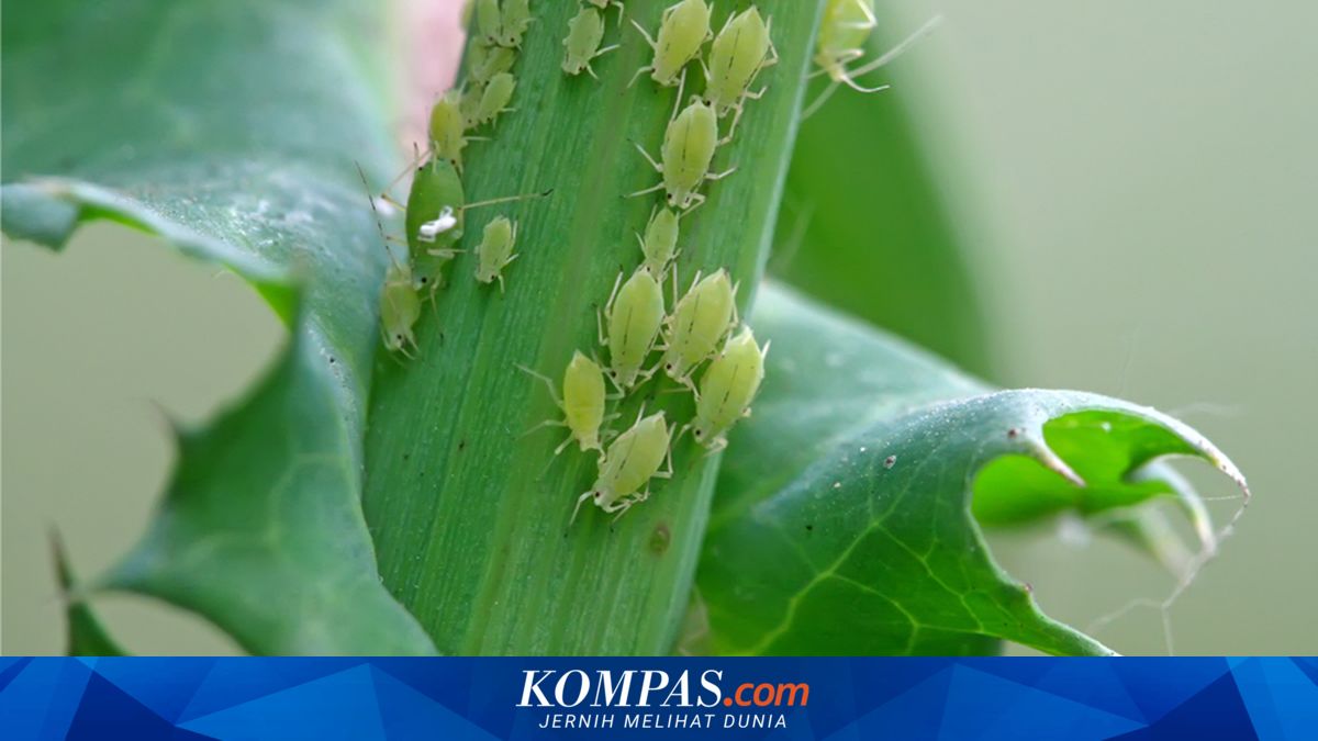 Cara Membasmi Kutu Daun pada Tanaman Cabai, Pakai Sabun Cuci Piring