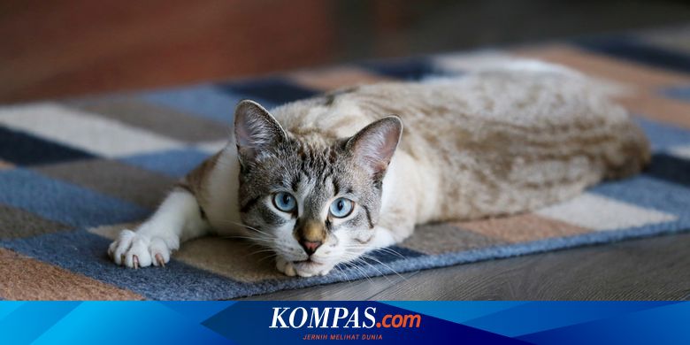 Kenali, Ini Penyebab dan Tanda Kucing Cacingan