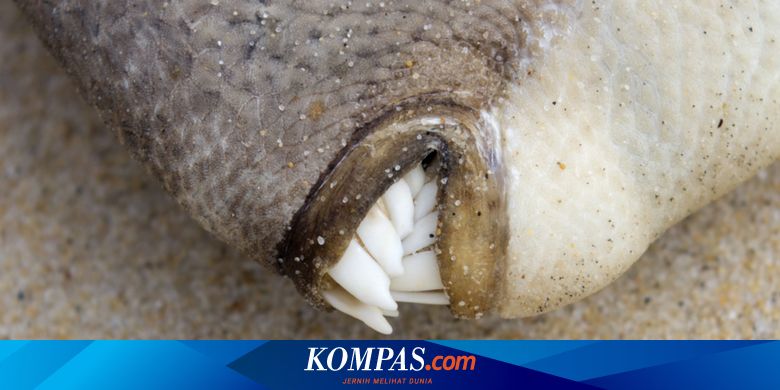 Mengenal Triggerfish, Ikan dengan Gigi Mirip Manusia