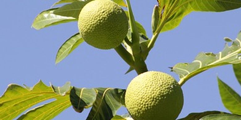 Tahapan Budidaya Sukun agar Berbuah Besar