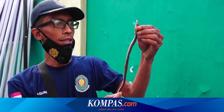 8 Anak Ular Kobra Ditemukan Berkeliaran di Rusunawa Lumajang, Penghuni ...