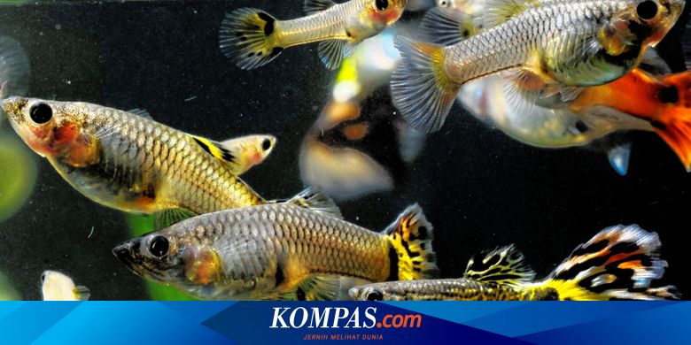 Cara Merawat Ikan Guppy agar Sehat dan Berumur Panjang
