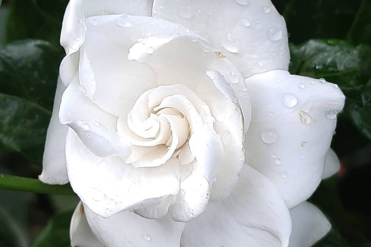 5 Manfaat Bunga Kaca Piring bagi Kesehatan