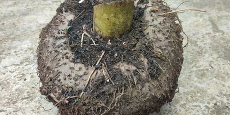 Budidaya Suweg yang Benar agar Umbinya Besar