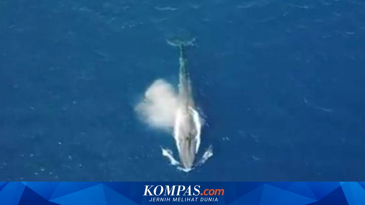Pertama dalam Sejarah, Paus Biru Terlihat di Laut Merah