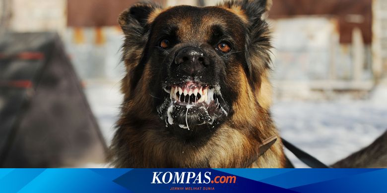 5 Gejala Rabies Setelah Digigit Anjing yang Perlu Diwaspadai