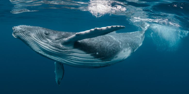 Paus Mampu Serap Banyak Karbon daripada Pohon, Solusi Alami Krisis Iklim