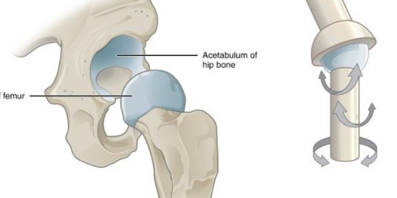 Sendi Peluru: Pengertian dan Contohnya