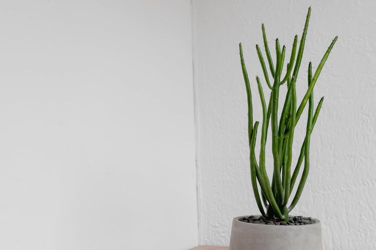 Mudah dan Murah, DIY Pot Bunga Minimalis dari Semen