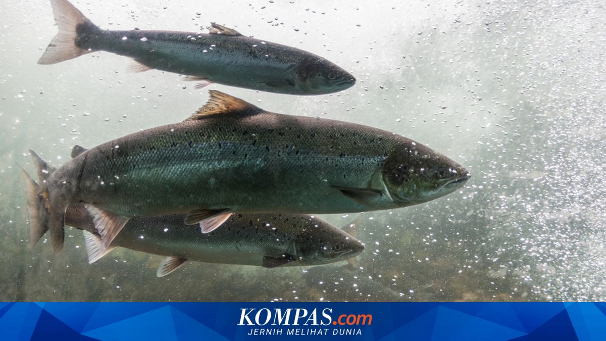 Ilmuwan Temukan Salmon Purba Raksasa yang Memiliki Gigi Besar Mirip Gading