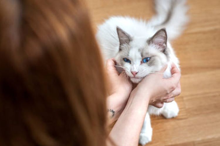 Mengenal Ras Kucing Ragdoll, Karakteristik dan Cara Perawatannya