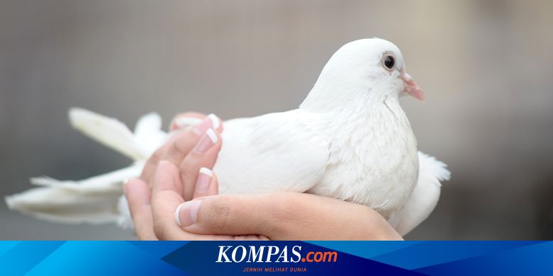 Misteri Merpati Merah Muda yang Muncul di Inggris, Melahirkan Banyak ...