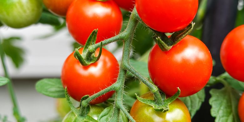 Cara Menanam Tomat Ceri agar Berbuah Banyak