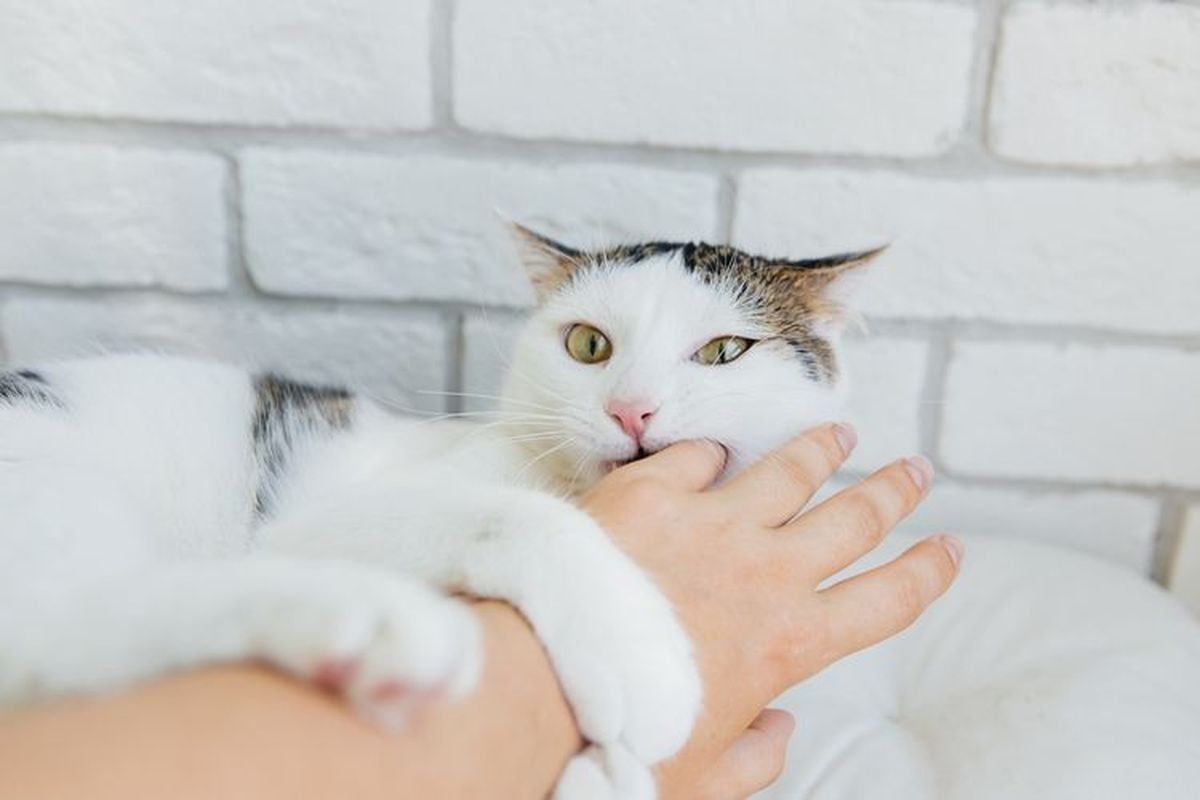 6 Cara Melatih Kucing agar Tidak Menggigit yang Disetujui Dokter Hewan