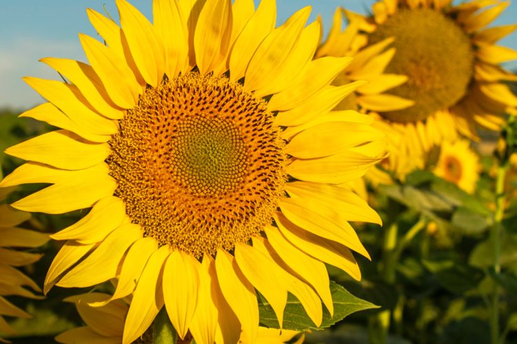 Cara Menanam dan Merawat Bunga Matahari di Tanah dan Pot