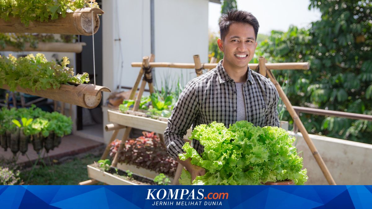 Menanam Sendiri Sayuran di Rumah, Sehat, Hemat dan Menyenangkan