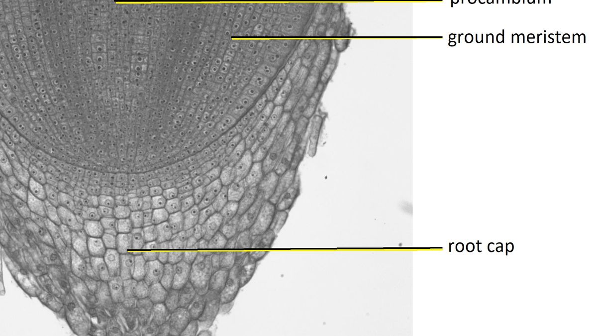 Meristem Primer: Pengertian dan Jenisnya