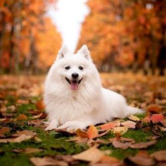 5 Ras Anjing Jepang yang Populer dan Menawan