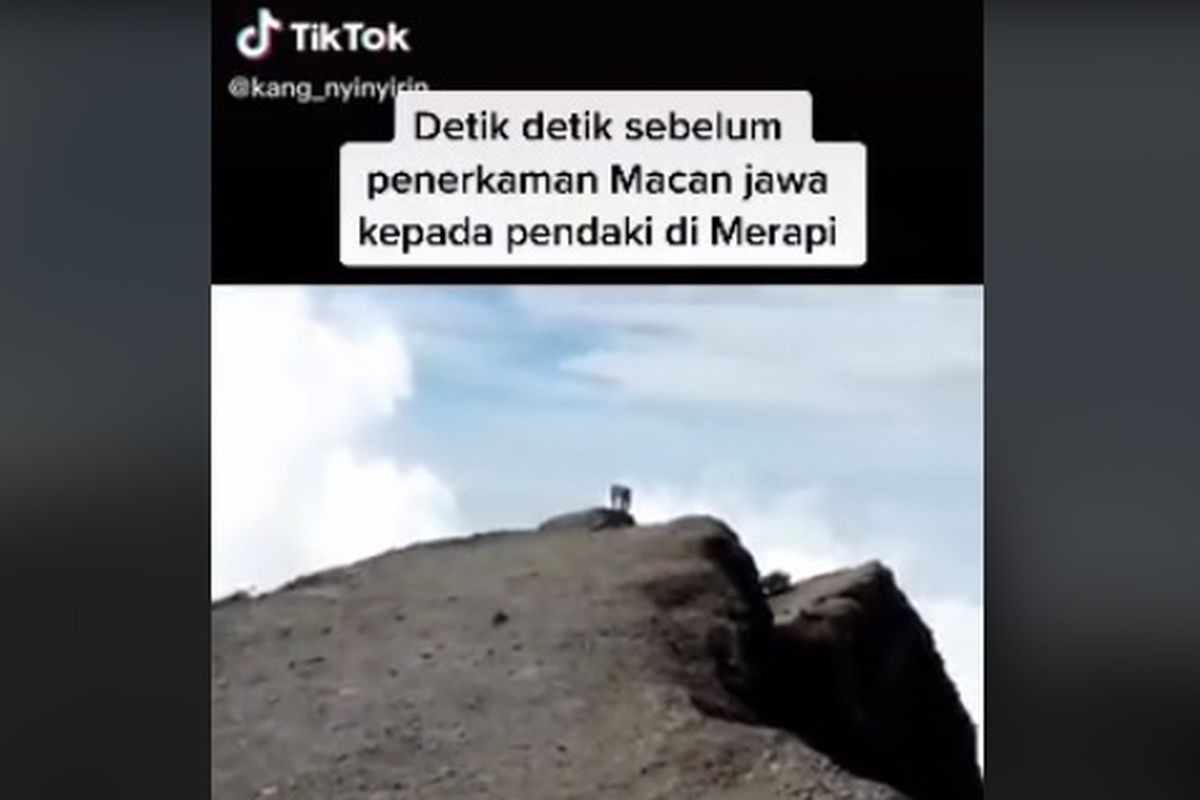 Viral, Video Sebut Macan Jawa Terkam Pendaki di Merapi, Benarkah? Ini ...