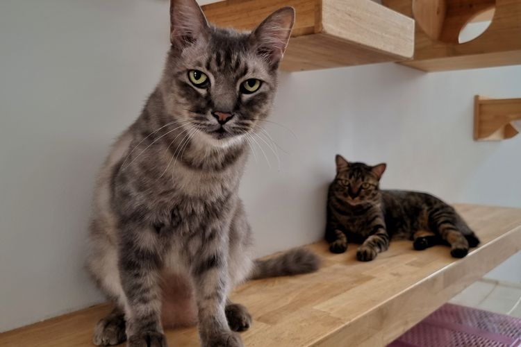 6 Cara Menghentikan Kucing Memanjat di Rumah