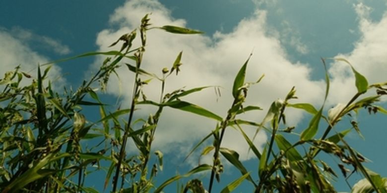 Budidaya Hanjeli, Tanaman Serealia yang Bisa Menjadi Pangan Alternatif