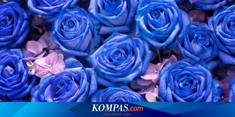 bunga mawar biru