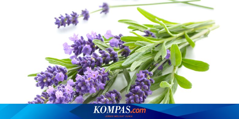 Ingin Memperoleh Energi Positif di Rumah? Coba Memanfaatkan Lavender