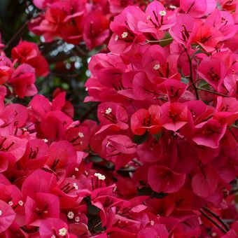 Kenali, 4 Penyebab Tanaman Bugenvil Tidak Berbunga