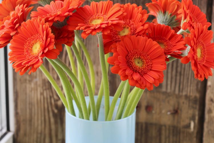 6 Arti Bunga Gerbera Daisy Berdasarkan Warnanya