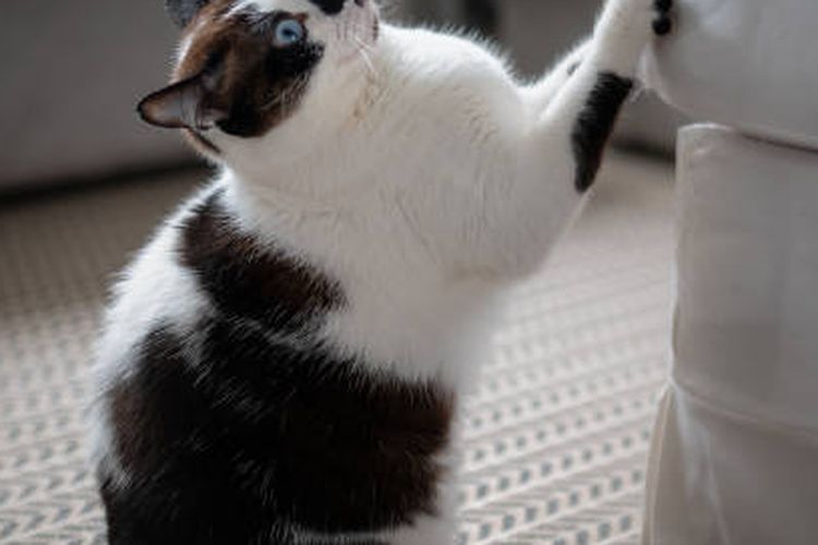 5 Cara Mencegah Kucing Menggaruk Sofa