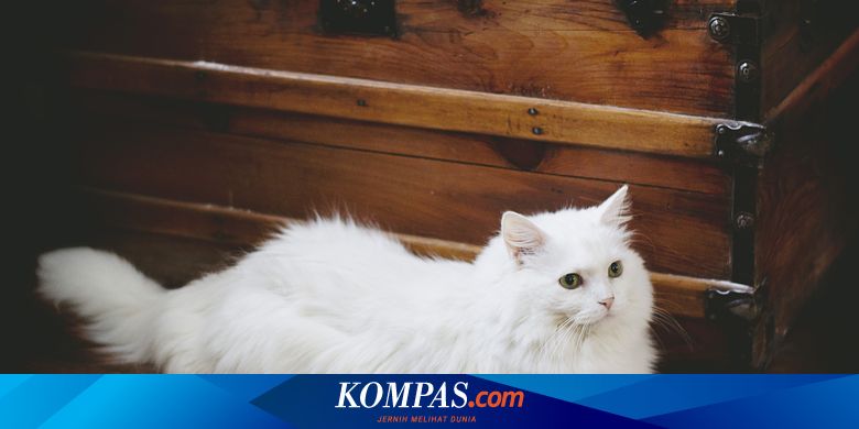 3 Cara Mencegah Bulu Kucing Kusut