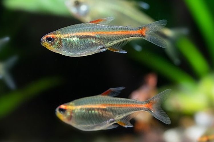 9 Jenis Ikan Neon Tetra Berwarna Unik, Ada yang Bermata Merah