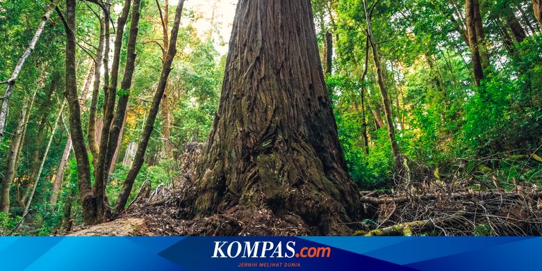 Mengunjungi Pohon Tertinggi di Dunia Kini Bisa Didenda Rp 74 Juta
