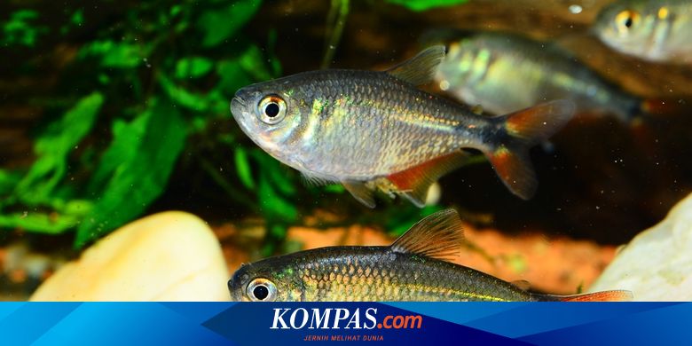 Mengenal Ikan Tetra Buenos Aires yang Bisa Hidup dengan Ragam Kondisi