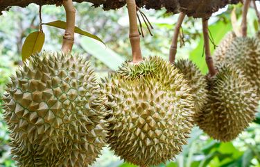 Buah Durian Montong