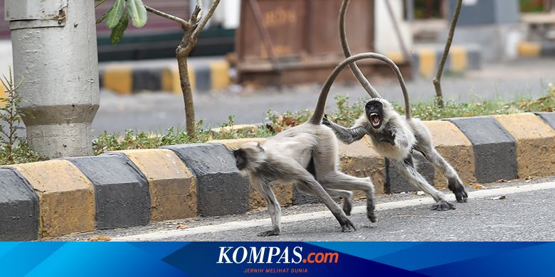 Sekawanan Monyet di India Curi Sampel Darah Pasien Covid-19