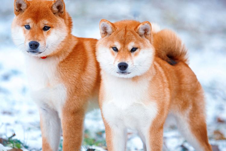 8 Ras Anjing Paling Setia di Dunia, dari Shiba Inu sampai Beagle