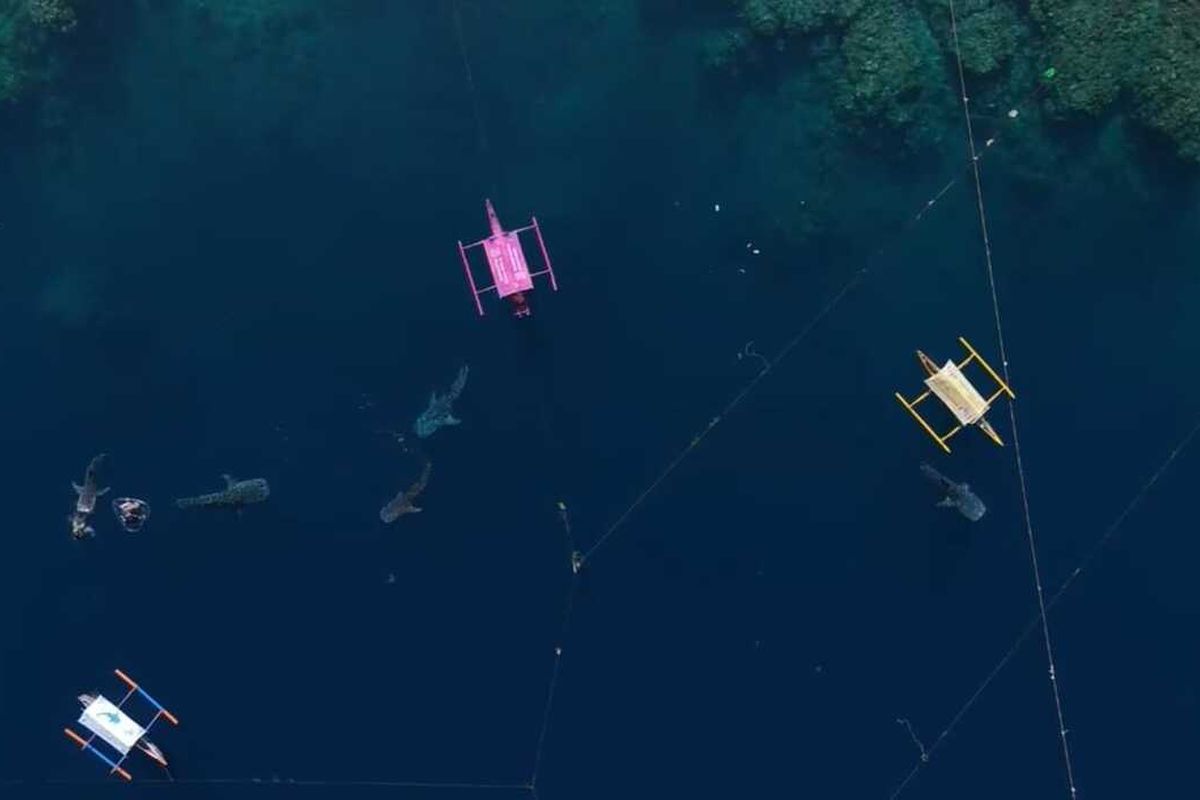 Fenomena Langka 6 Ekor Hiu Paus Hadir Bersamaan di Botubarani