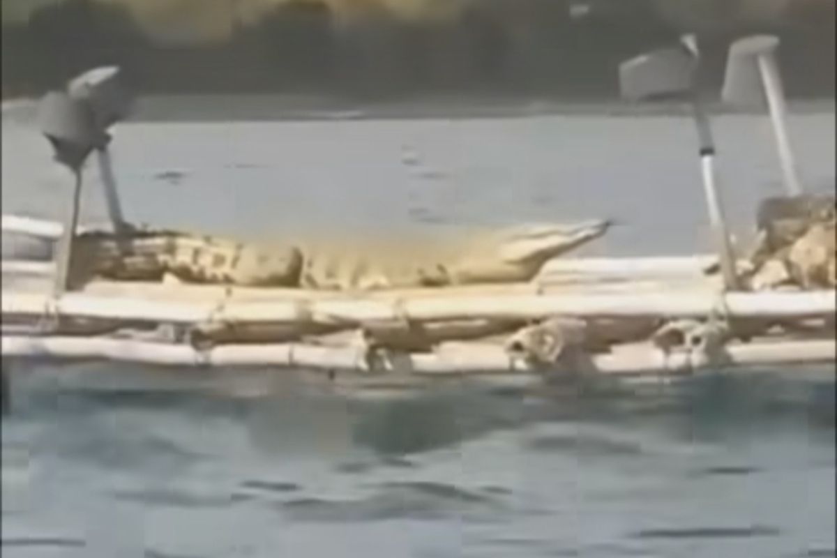 Buaya Muncul di Atas Keramba Nelayan Lombok Barat, BKSDA Lakukan Pemantauan