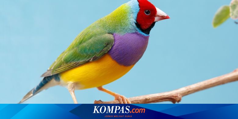 6 Burung Paling Berwarna-warni di Dunia, Beberapa Bisa Dipelihara