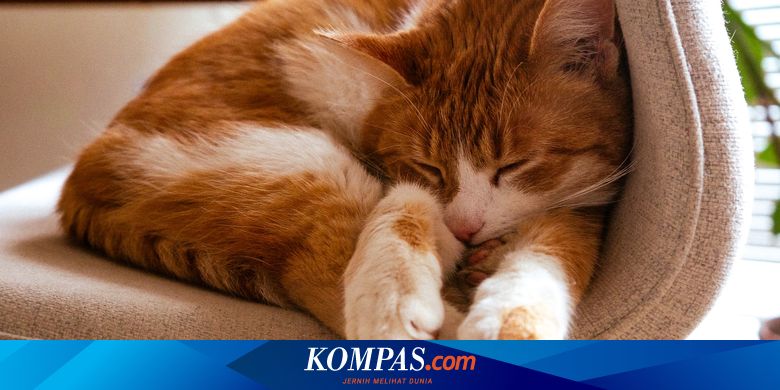 Berapa Lama Waktu Tidur yang Normal Bagi Kucing?