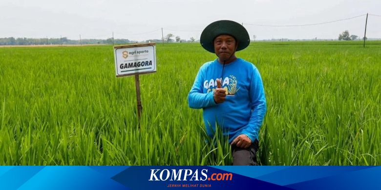 Gamagora 7 Inovasi UGM, Varietas yang Dijuluki Padi Amphibi